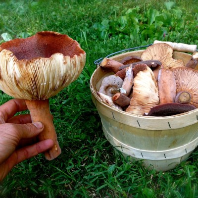 Top Wild Foods | NoTasteLikeHome